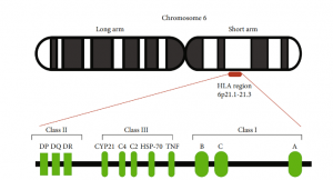 HLA分型 – 虎贲生物医疗科技