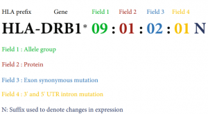 HLA分型 – 虎贲生物医疗科技